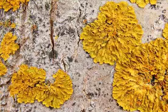 Mykorhizní houby a kořeny rostlin