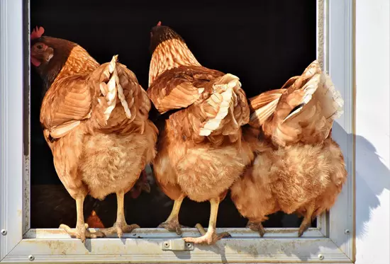 انڈوں اور گوشت کے لیے گھر کے پچھواڑے کی مرغیاں پالیں: ایک جائزہ