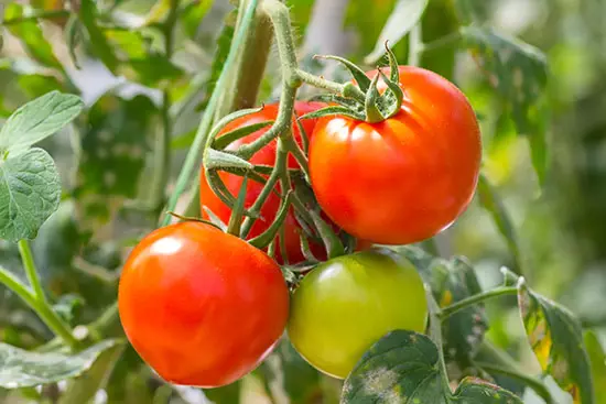 Tomatenproblemen: problemen oplosse dy't jo tomaten beynfloedzje - Biologysk túnkjen