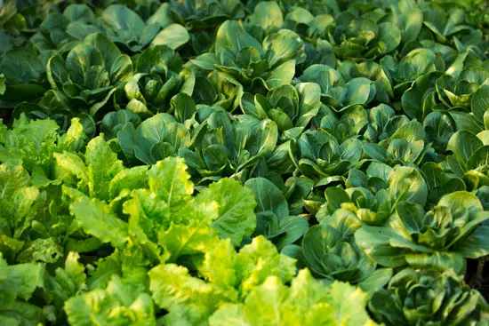 Τα καλύτερα λαχανικά για καλλιέργεια στη σκιά