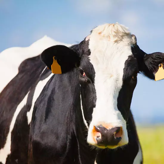 Како лечити млечну грозницу код крава - домаћинство и стока