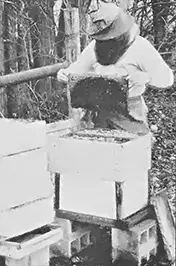 Výroba včelích královen – udržitelné zemědělství
