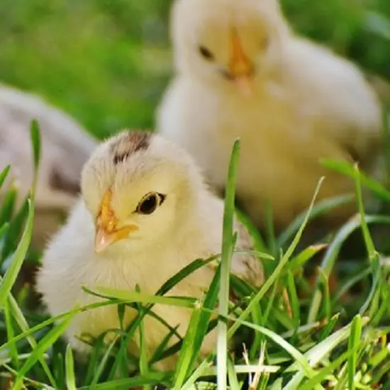Mga Tip sa Pagpapalaki ng Baby Chicks