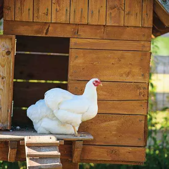 کیا چکن کوپس کو گرمی کی ضرورت ہے؟ - مرغیوں کی پرورش -