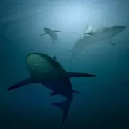 DNA a cikin Tekun Teku Ya Bayyana kasancewar Shark