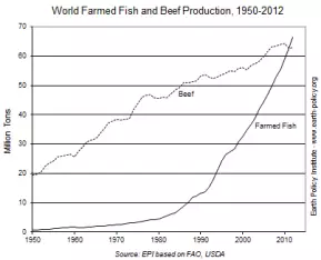 Produkcja ryb hodowlanych przewyższa wołowinę