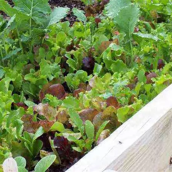 Kā izaudzēt un pagatavot labākos vasaras salātus — īsts ēdiens