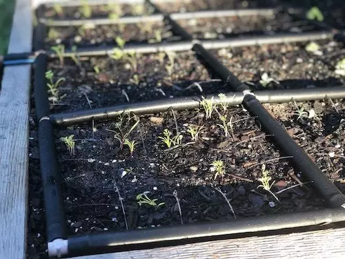 4 colture per il clima fresco da coltivare in un letto da giardino rialzato questo autunno