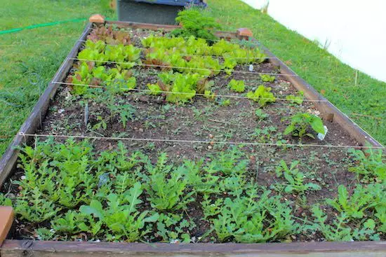 Перший урожай салату та сендвіч теж - органічне садівництво