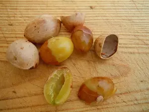 Iskanje ginkovih oreščkov – prava hrana