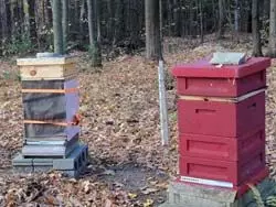 Otu afọ na Bees of the Woods Apiary