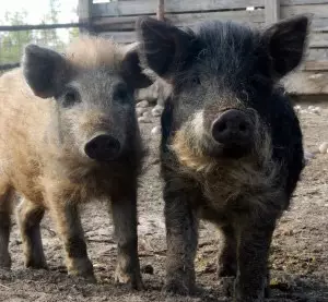 Michigan ataca a los cerdos del patrimonio