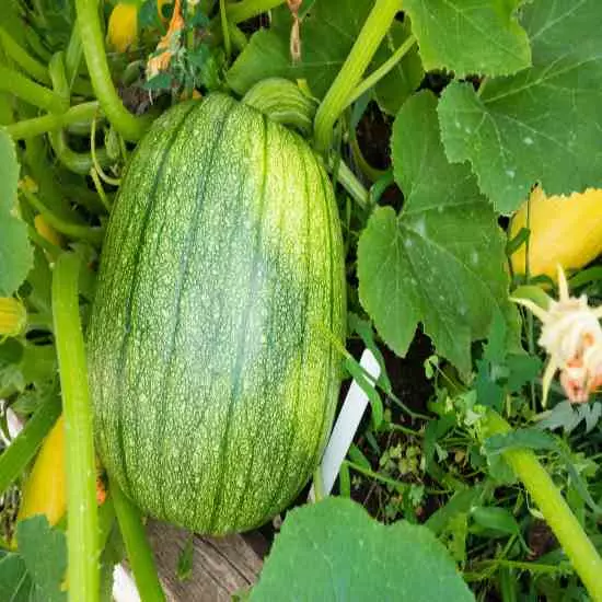 Cuándo cosechar melones: jardinería orgánica