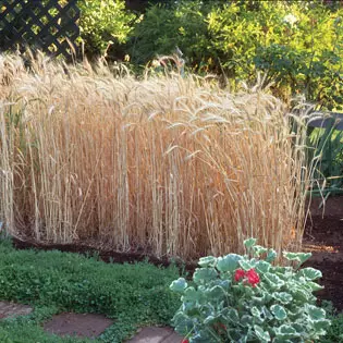 کھیت سے آٹے تک: گندم کیسے اگائیں - اصلی خوراک